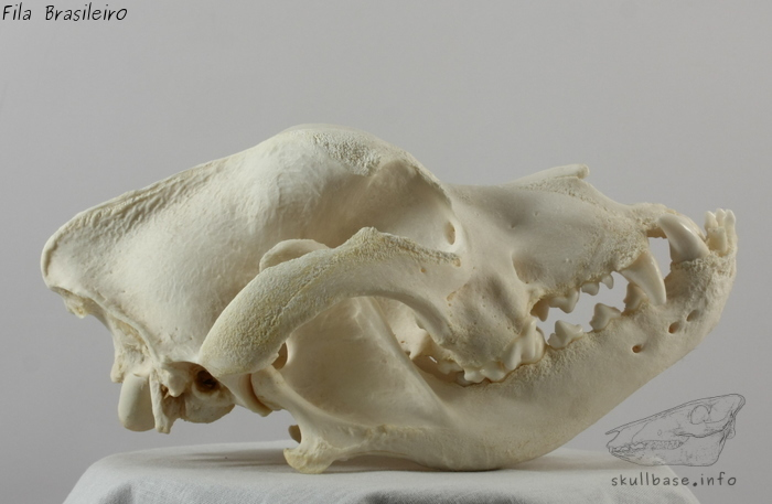 Are Yak Bones Safe For A Fila Brasileiro