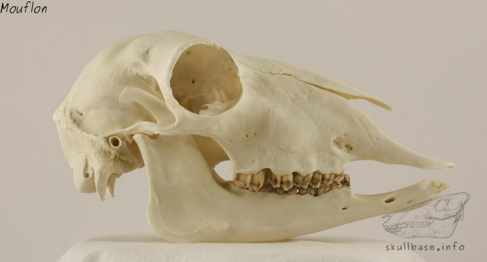 European Mouflon Skeleton Ovis Orientalis 1950 Skull Domestic Sheep